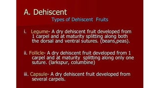 Types of fruit simple aggregate multiple | PPTX
