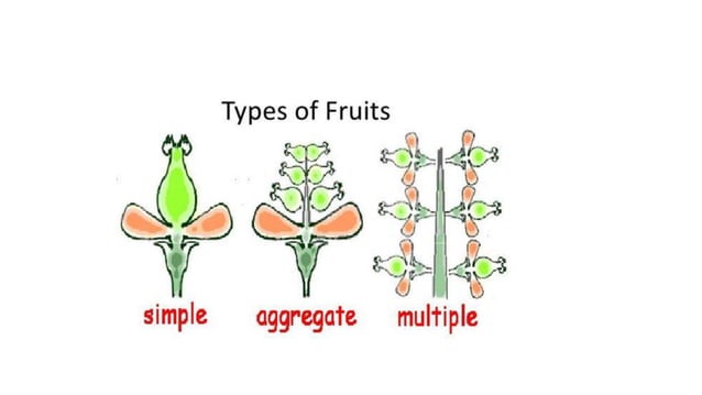 Types of fruit simple aggregate multiple | PPTX