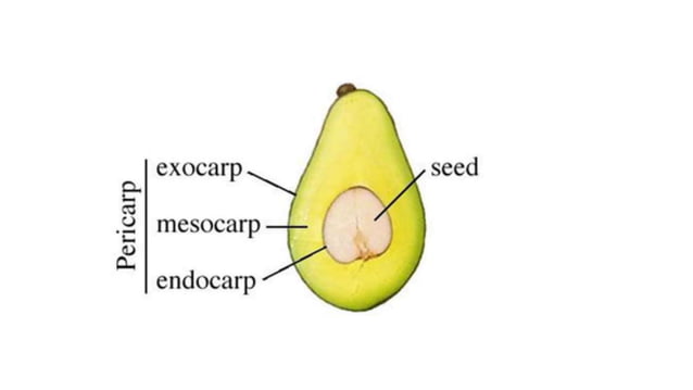 Types of fruit simple aggregate multiple | PPT