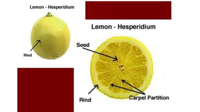 Types of fruit simple aggregate multiple | PPT