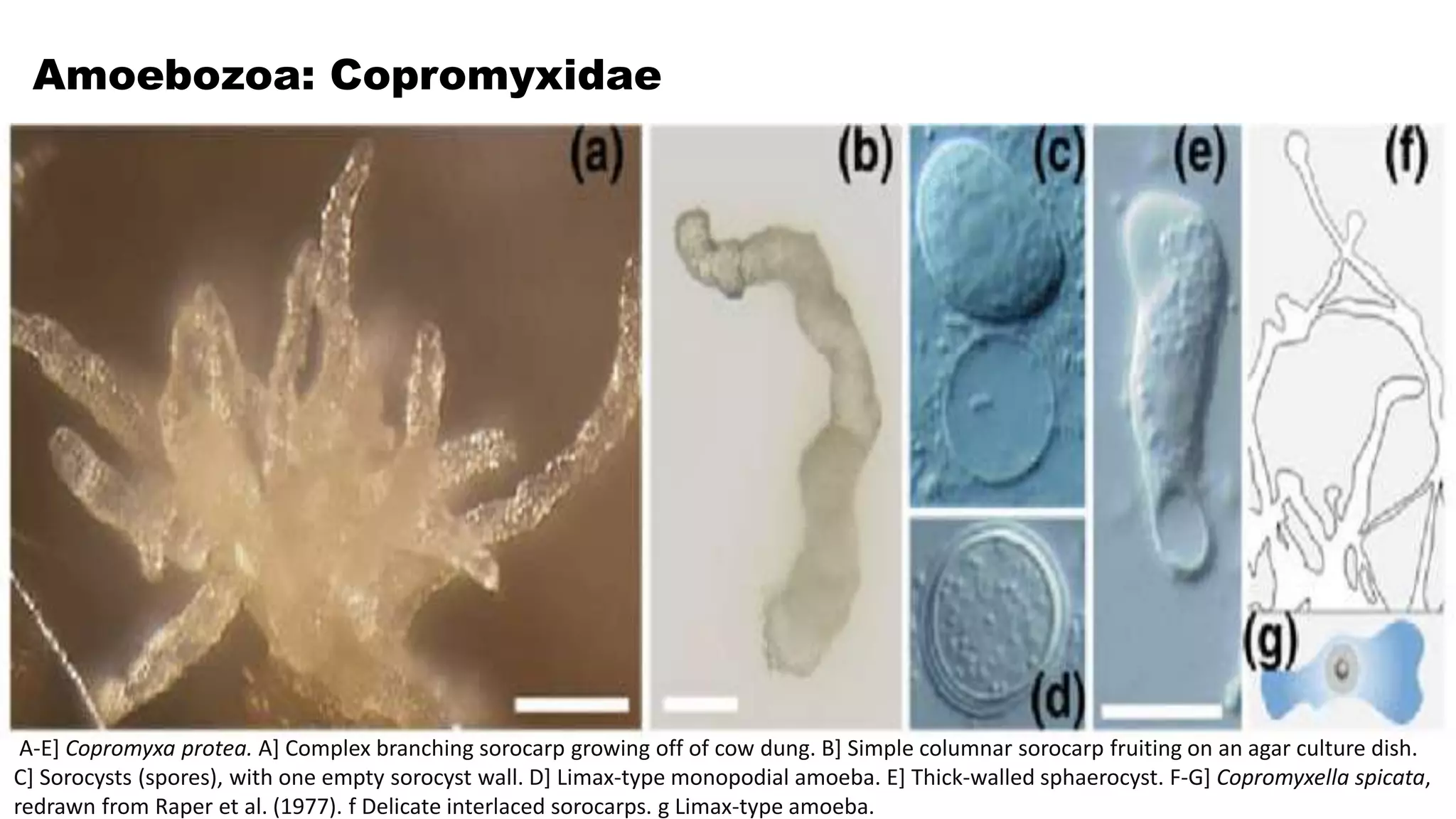 Types of fruiting bodies in fungi | PPTX