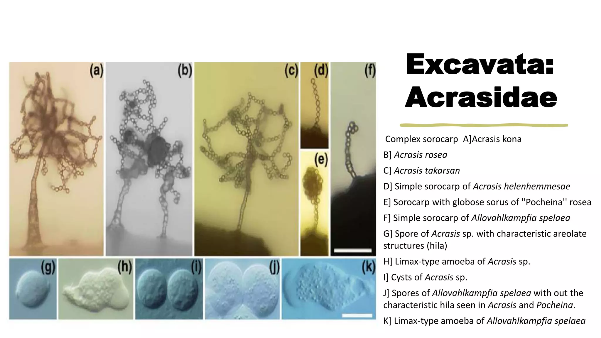 Types of fruiting bodies in fungi | PPTX