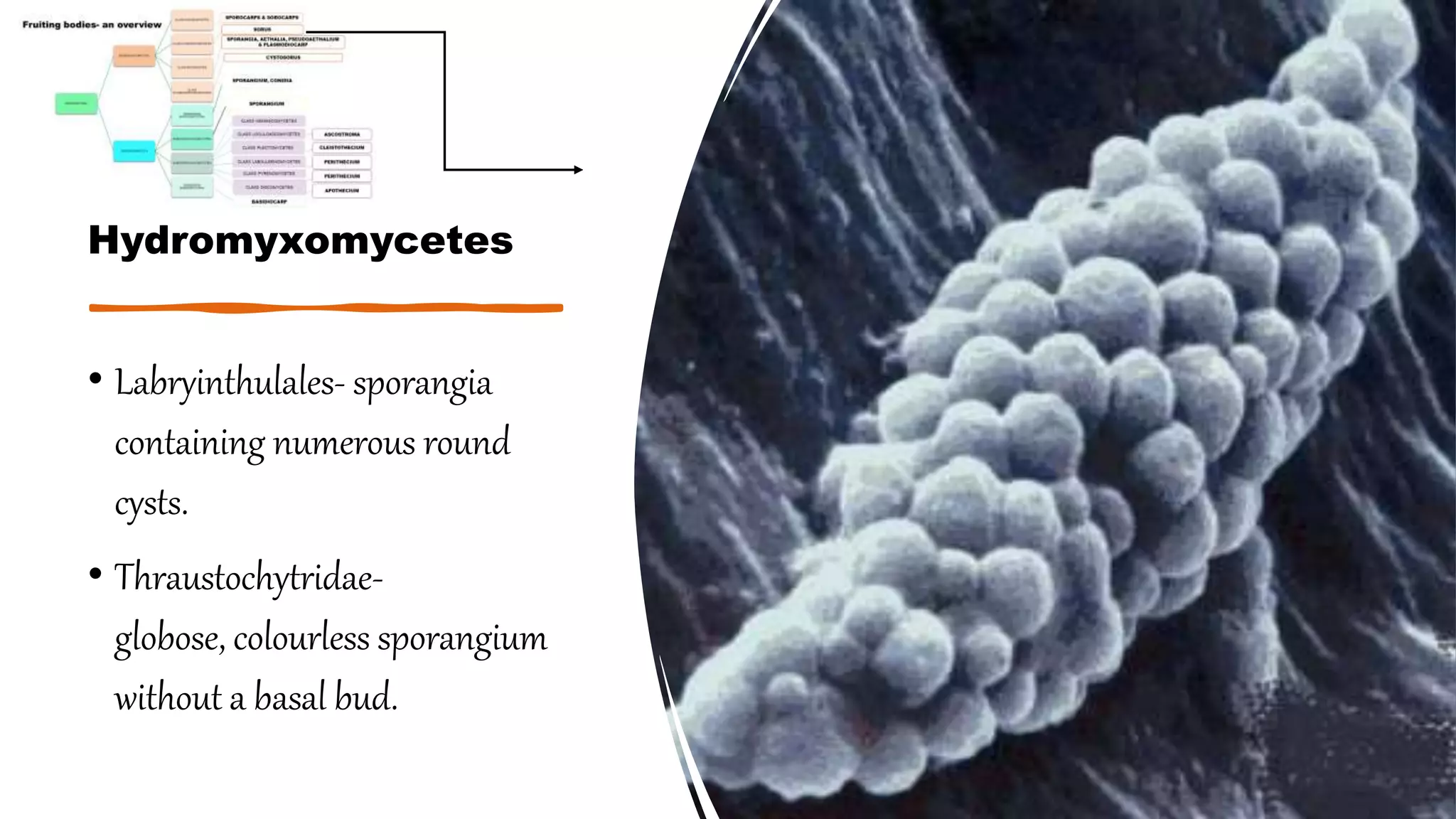 Types of fruiting bodies in fungi | PPTX