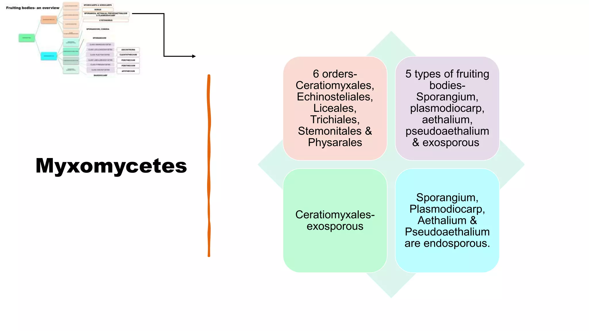 Types of fruiting bodies in fungi | PPTX