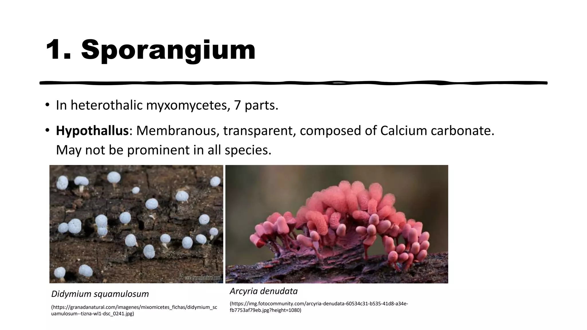 Types of fruiting bodies in fungi | PPTX