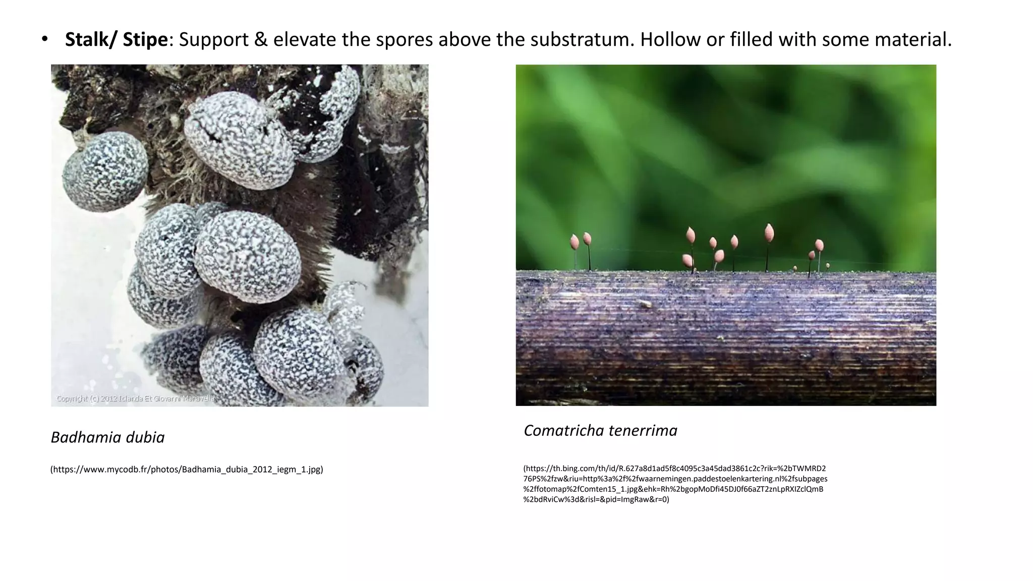 Types of fruiting bodies in fungi | PPTX