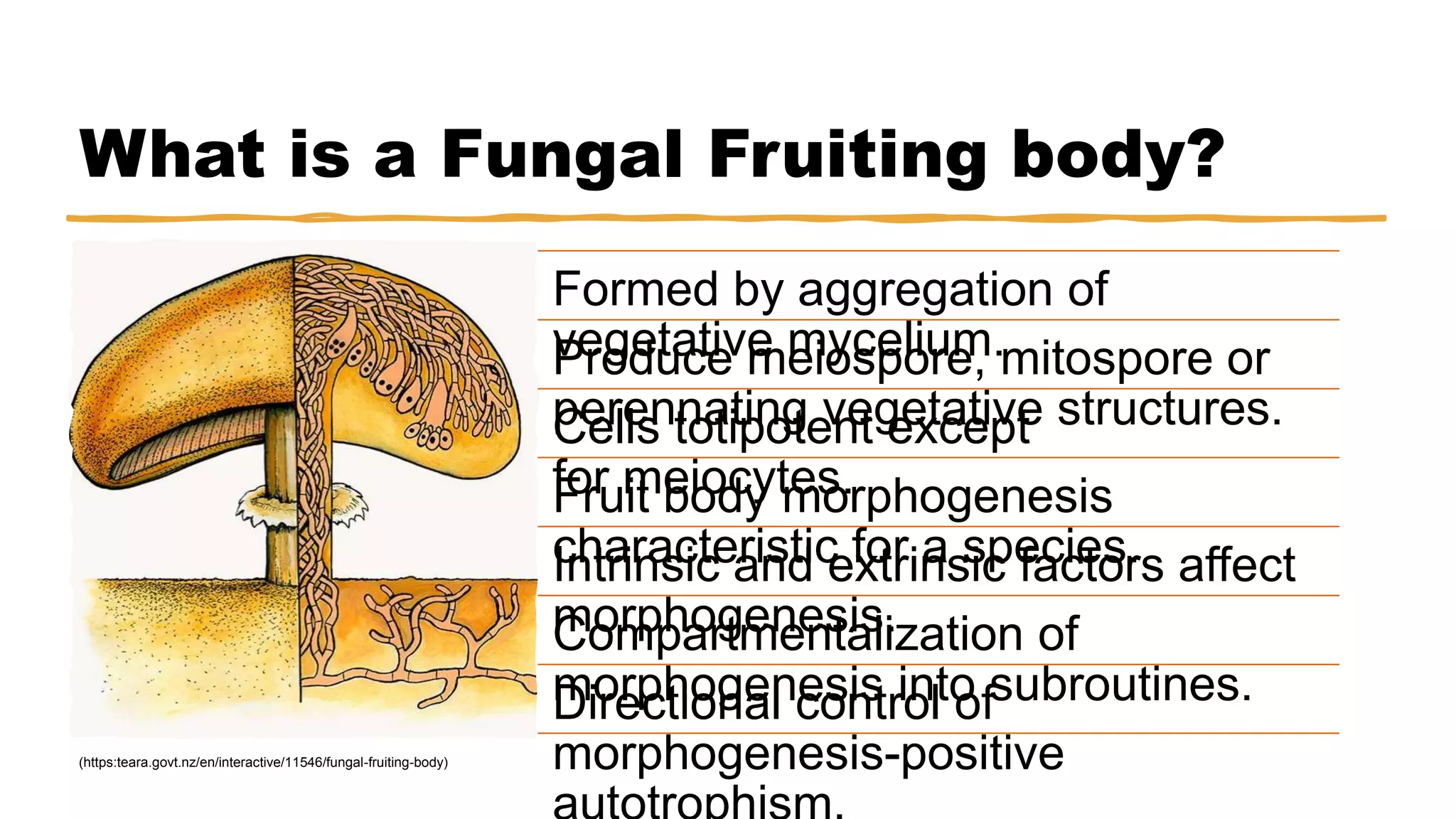 Types of fruiting bodies in fungi | PPTX