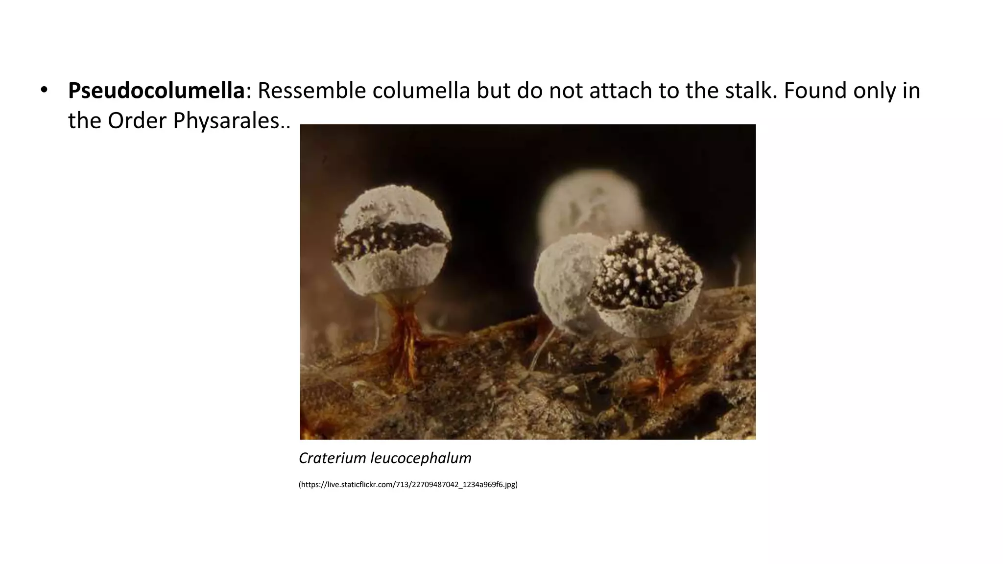 Types of fruiting bodies in fungi | PPTX