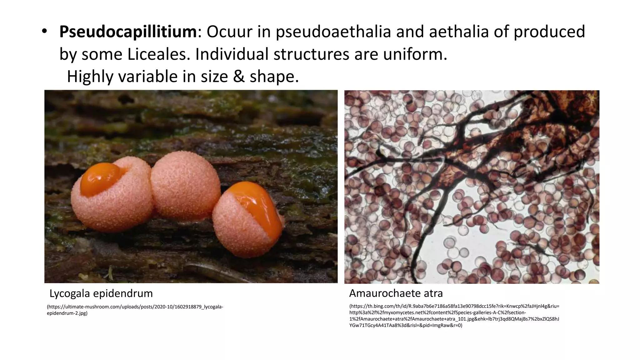 Types of fruiting bodies in fungi | PPTX