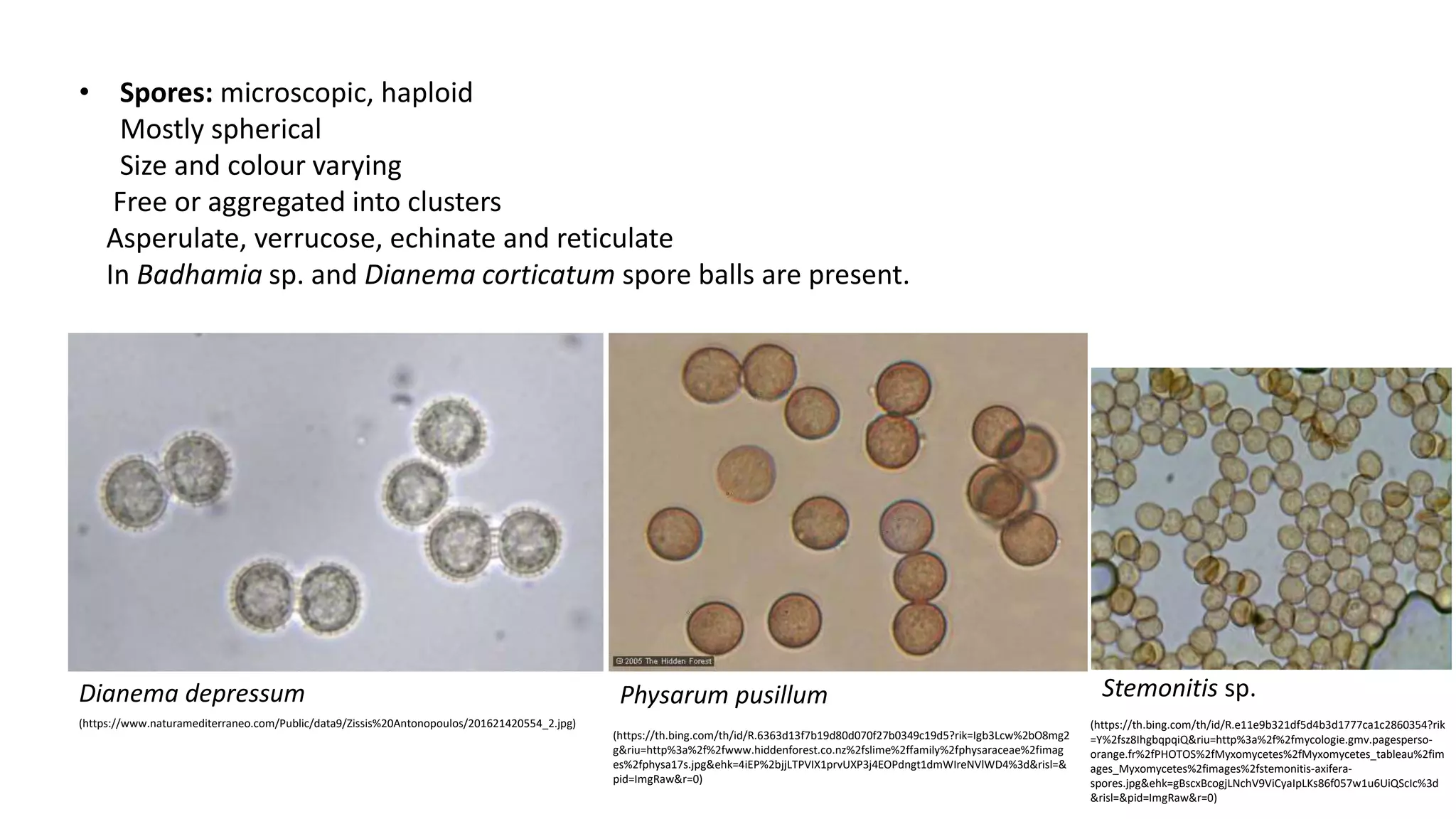 Types of fruiting bodies in fungi | PPTX