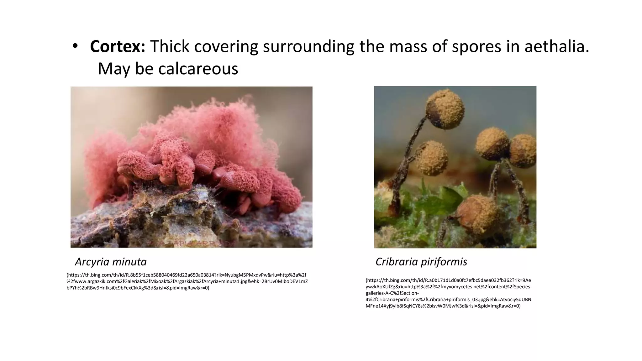 Types of fruiting bodies in fungi | PPTX