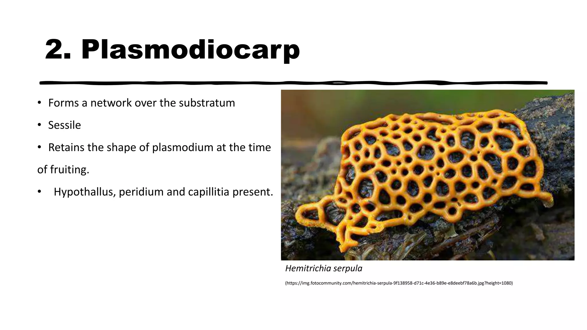 Types of fruiting bodies in fungi | PPTX
