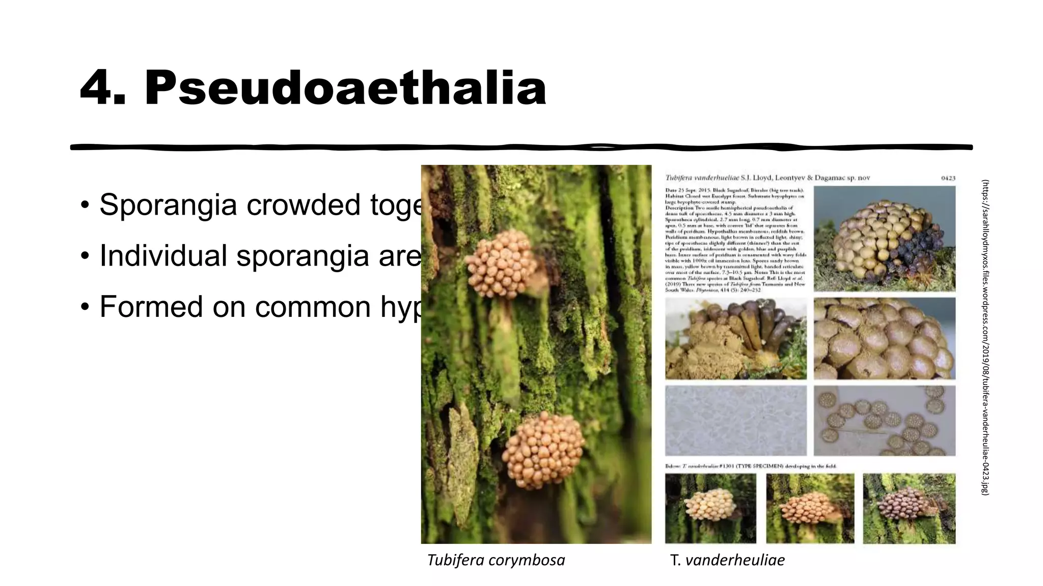 Types of fruiting bodies in fungi | PPTX