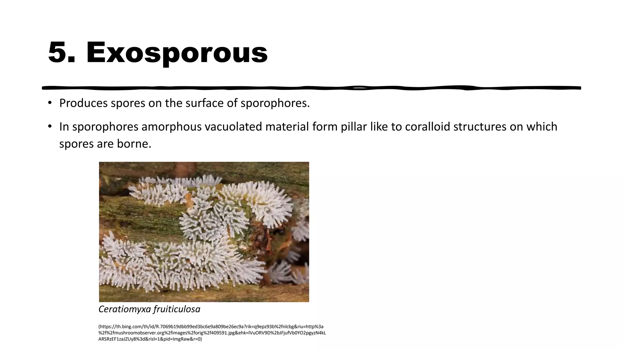 Types of fruiting bodies in fungi | PPTX