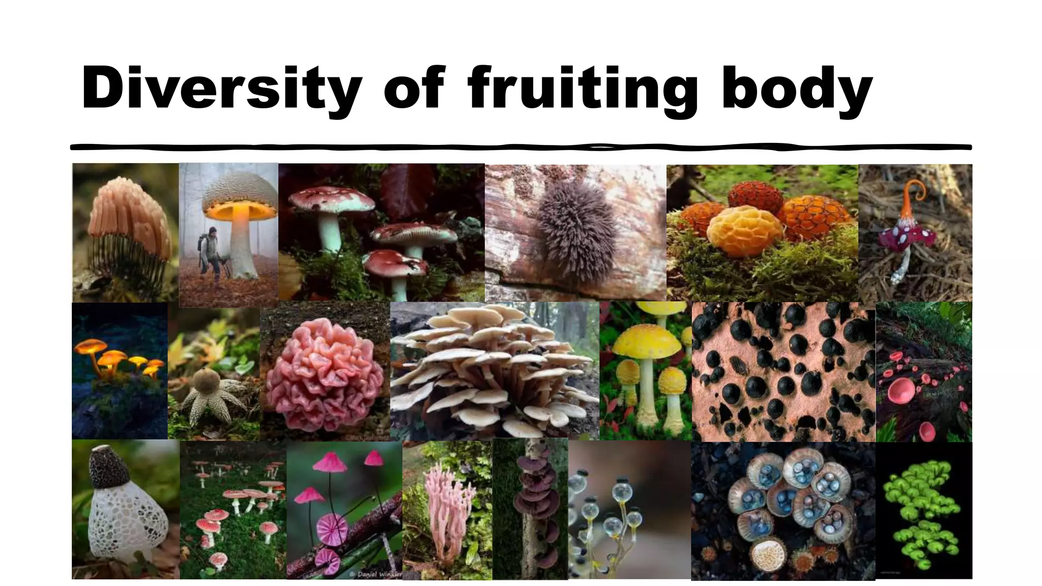 Types of fruiting bodies in fungi | PPTX