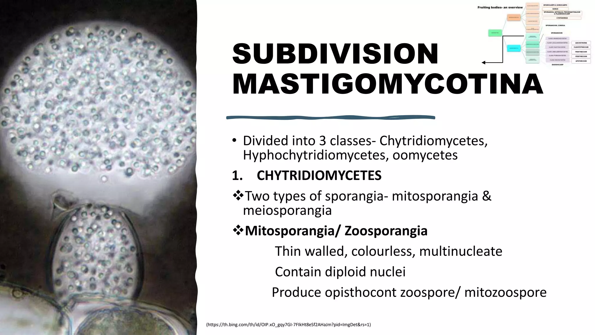 Types of fruiting bodies in fungi | PPTX