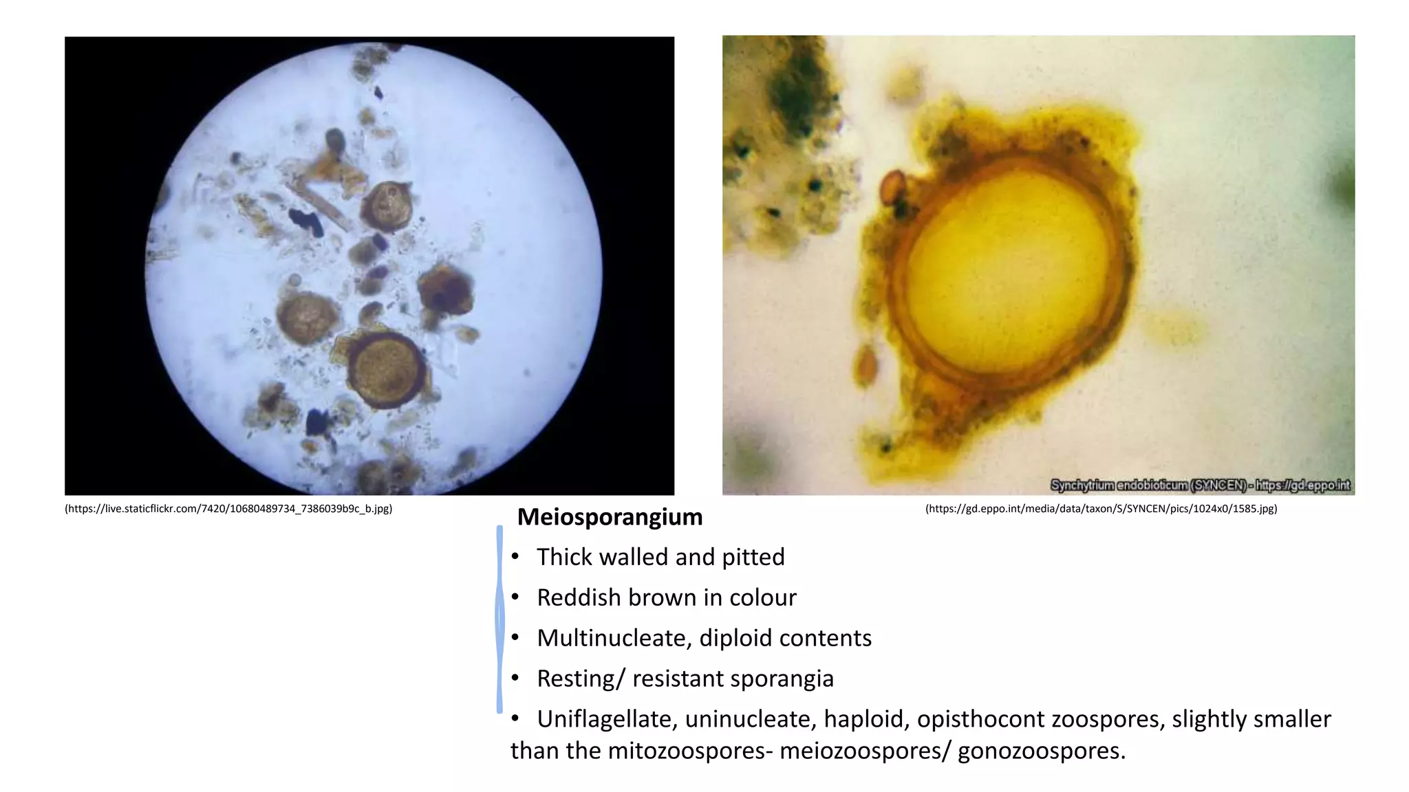 Types of fruiting bodies in fungi | PPTX