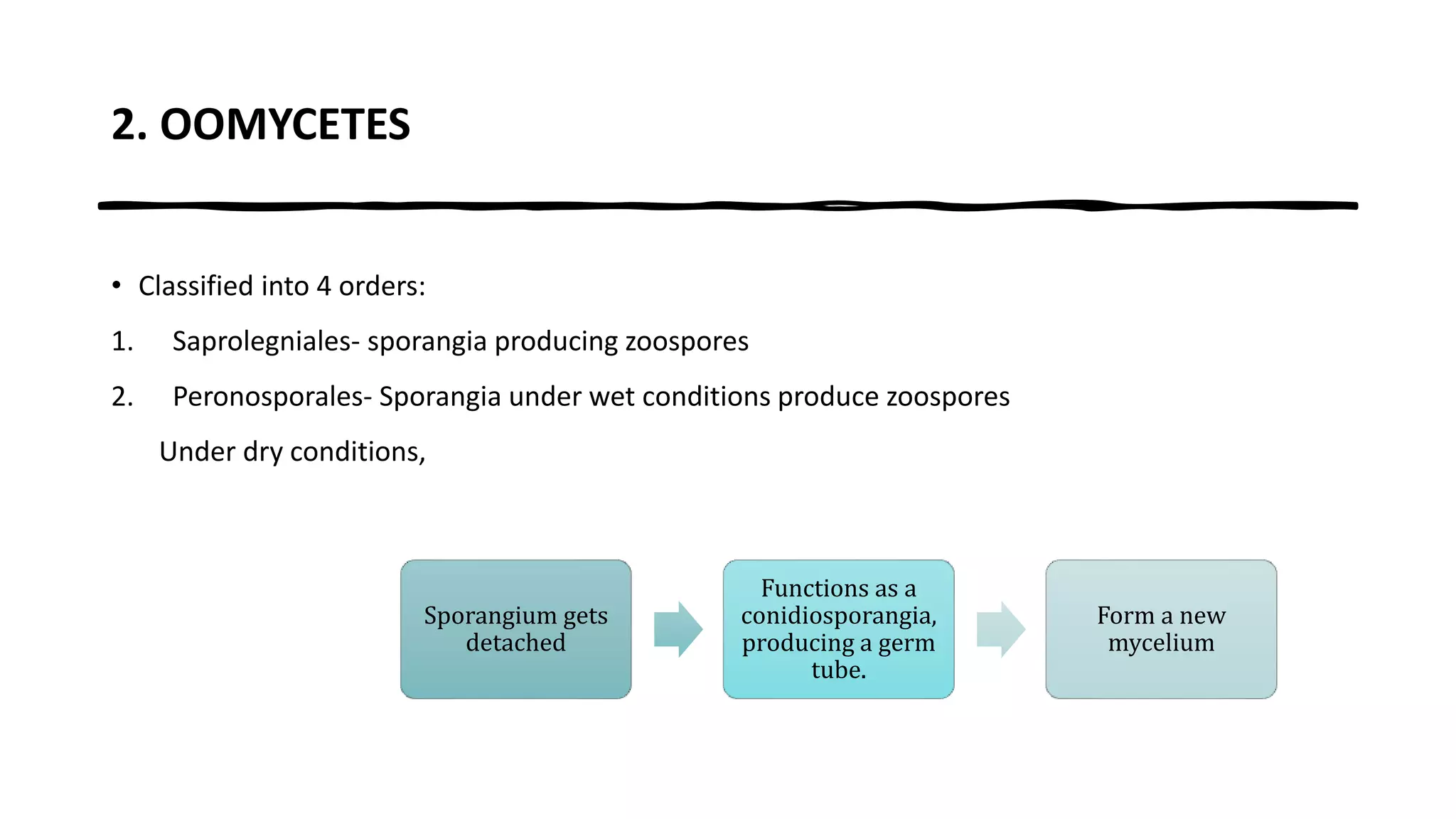 Types of fruiting bodies in fungi | PPTX