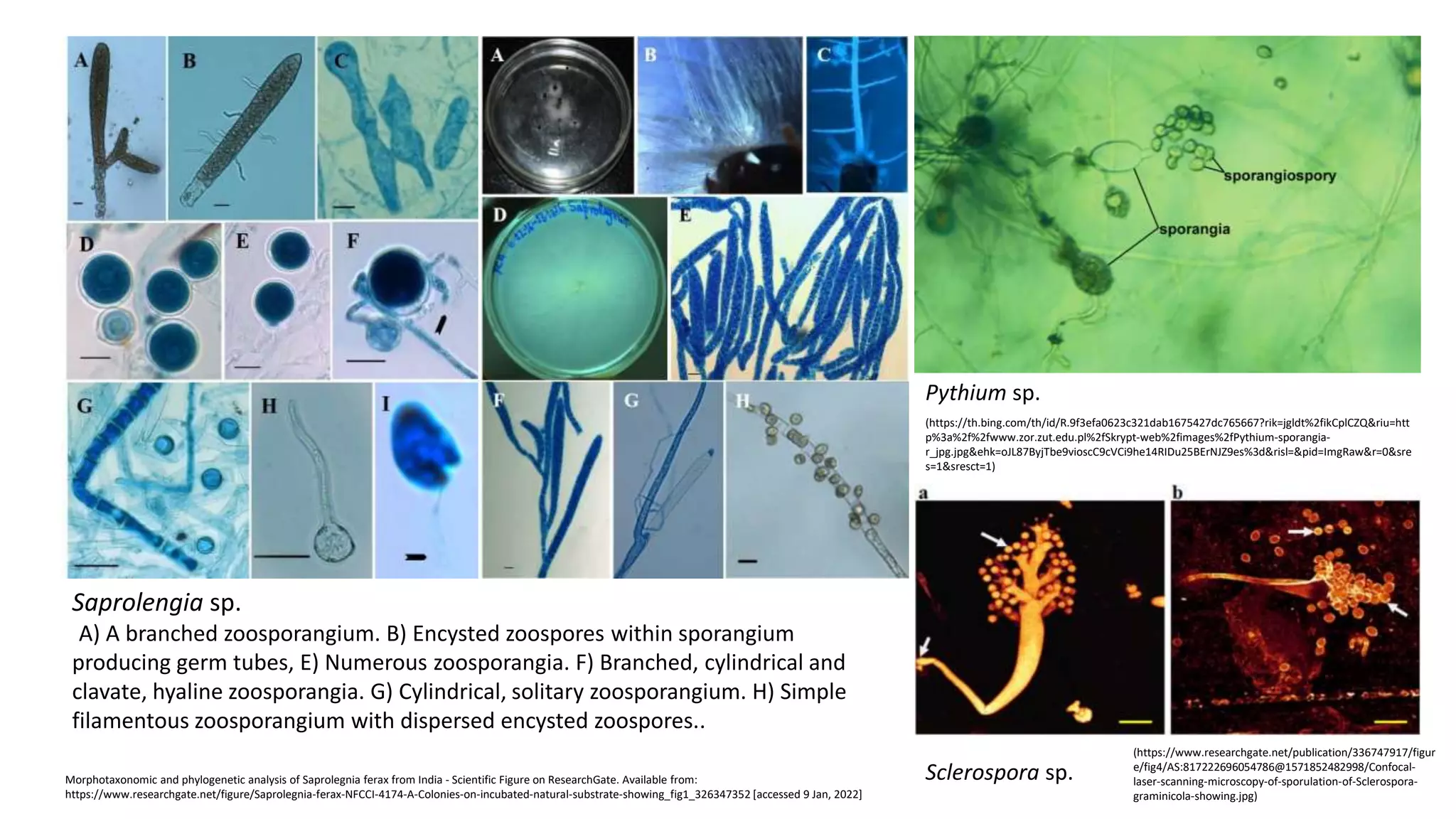 Types of fruiting bodies in fungi | PPTX