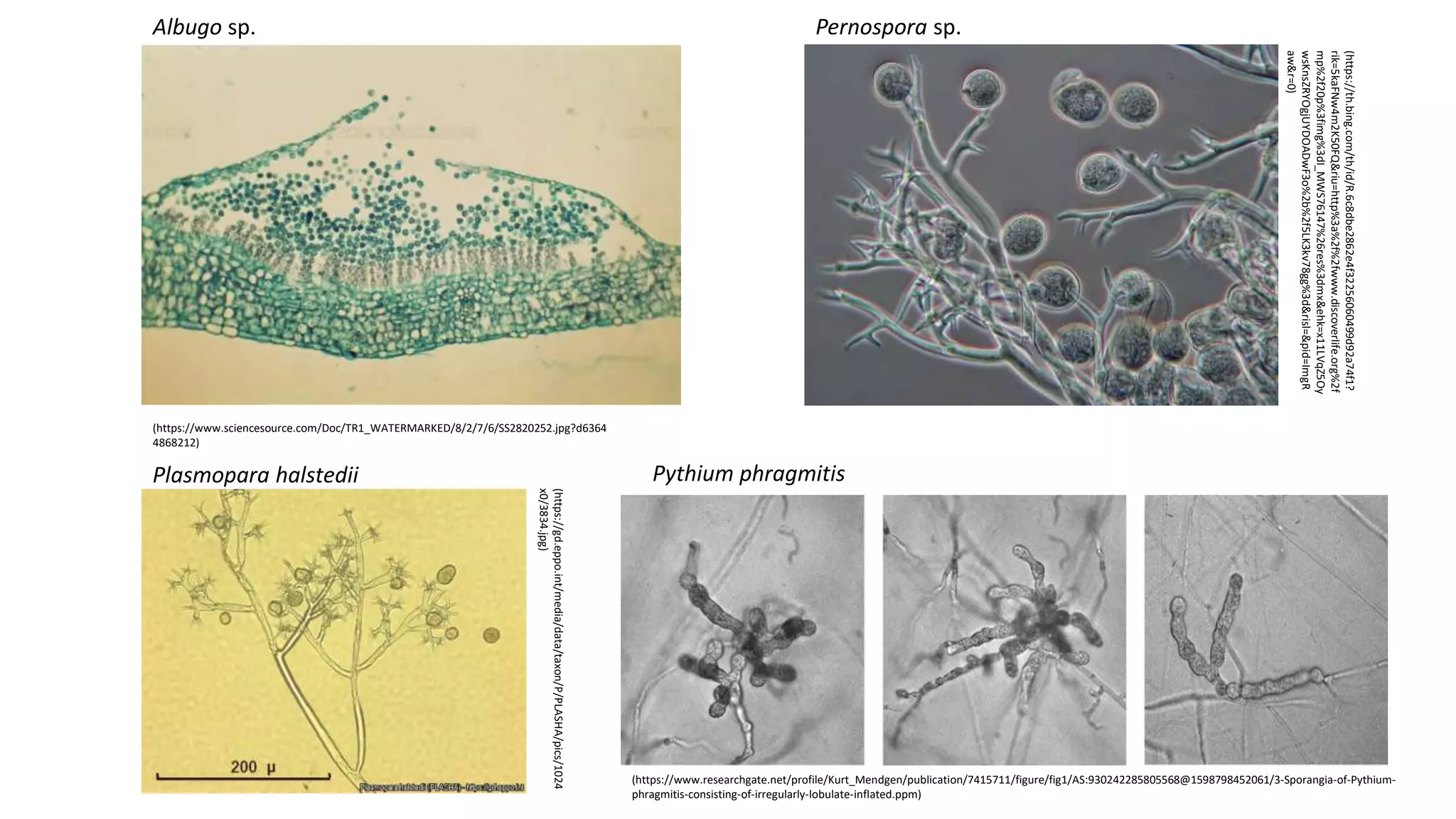 Types of fruiting bodies in fungi | PPTX