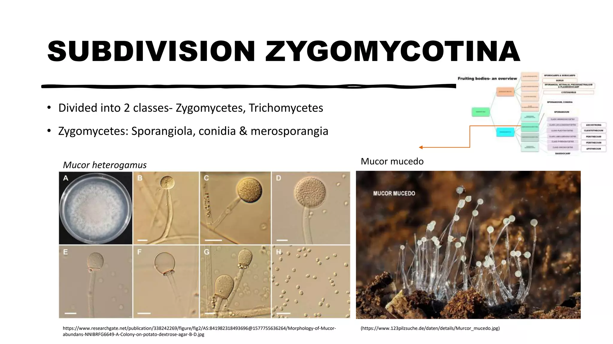 Types of fruiting bodies in fungi | PPTX