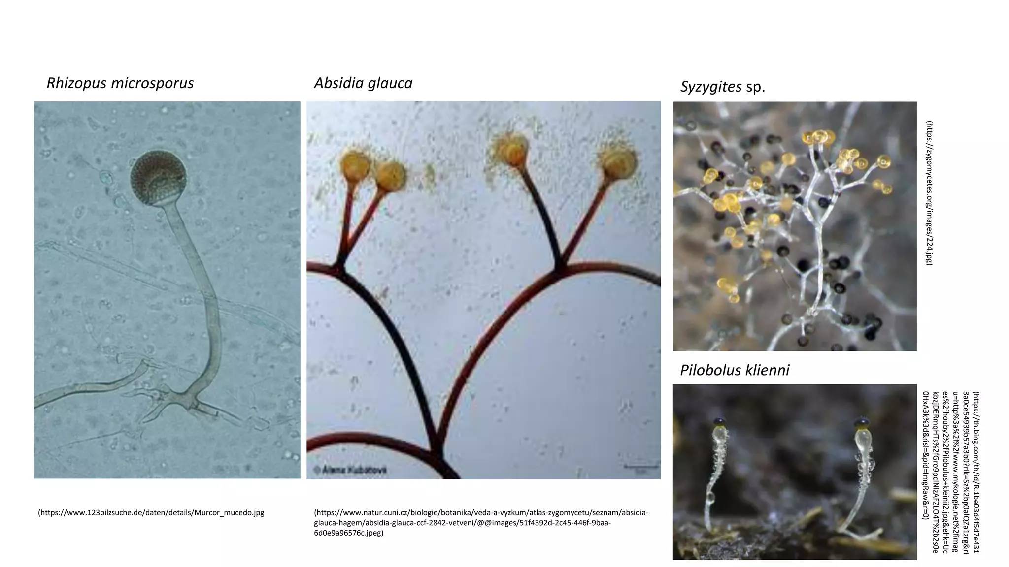 Types of fruiting bodies in fungi | PPTX