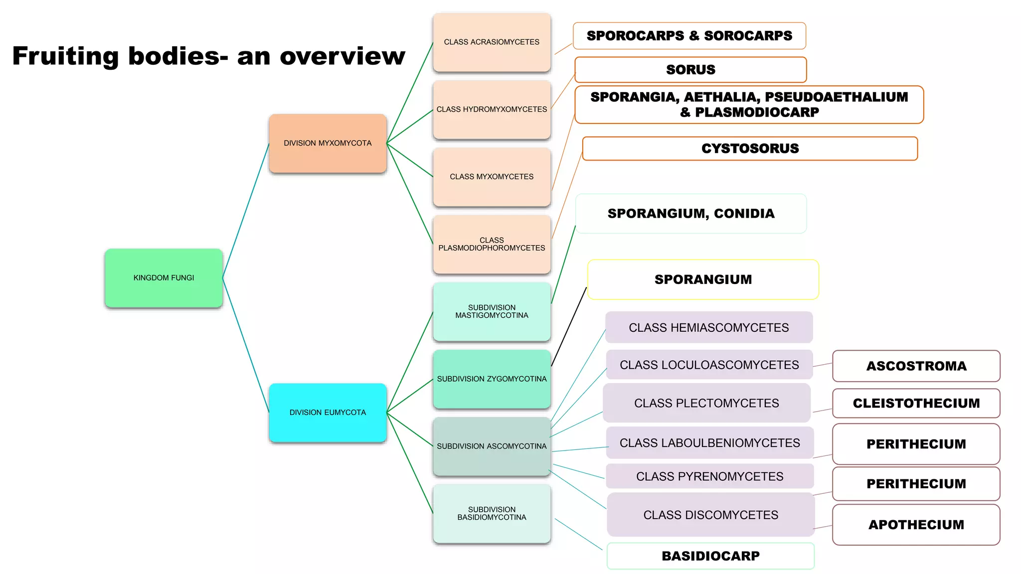 Types of fruiting bodies in fungi | PPTX