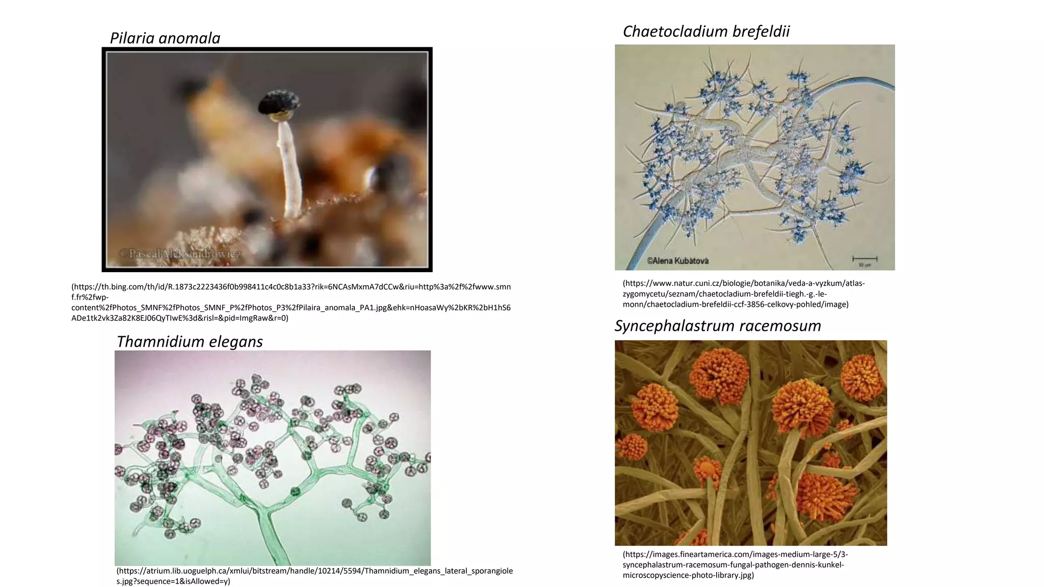 Types of fruiting bodies in fungi | PPTX