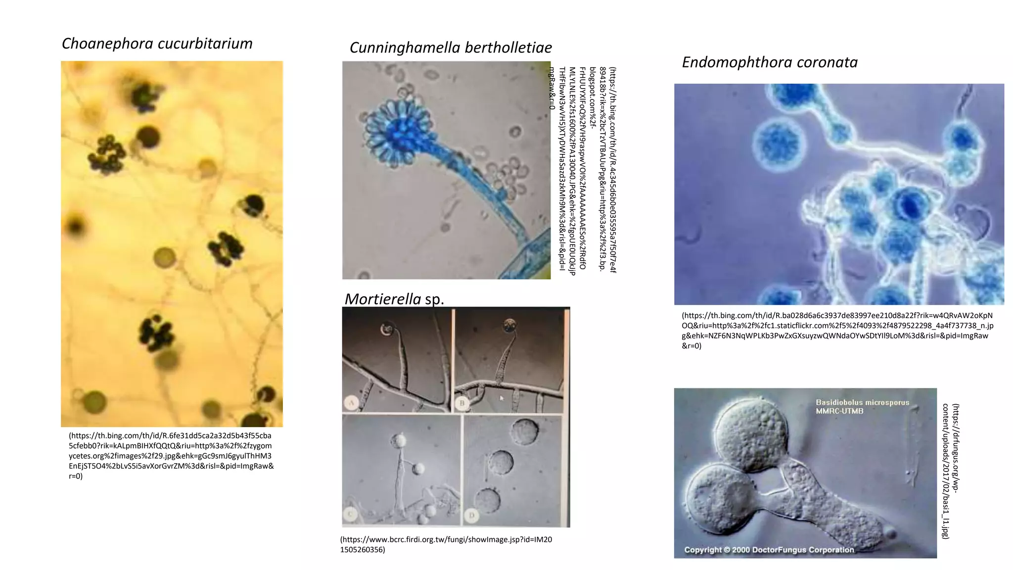 Types of fruiting bodies in fungi | PPTX