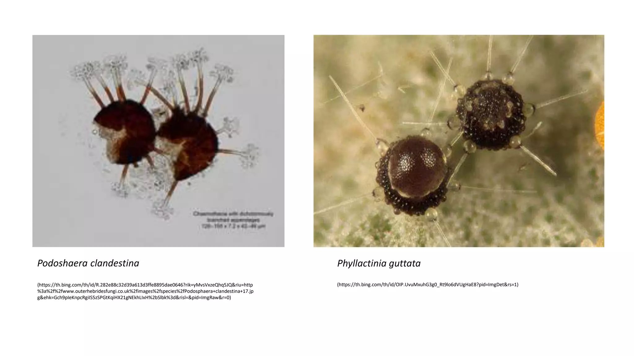 Types of fruiting bodies in fungi | PPTX