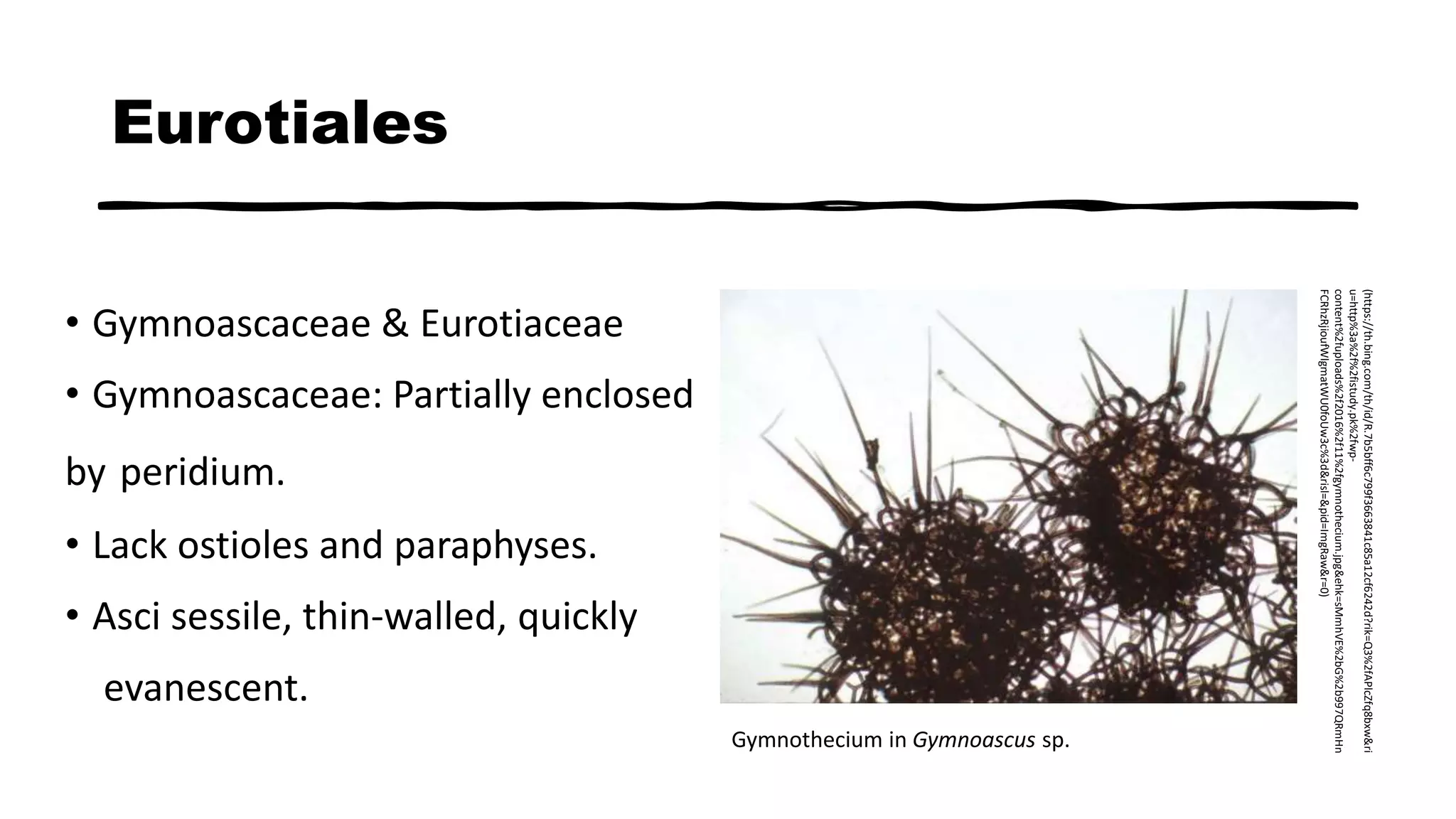 Types of fruiting bodies in fungi | PPTX