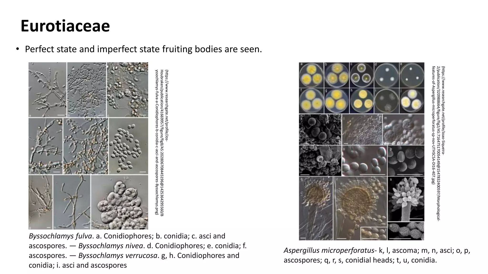 Types of fruiting bodies in fungi | PPTX