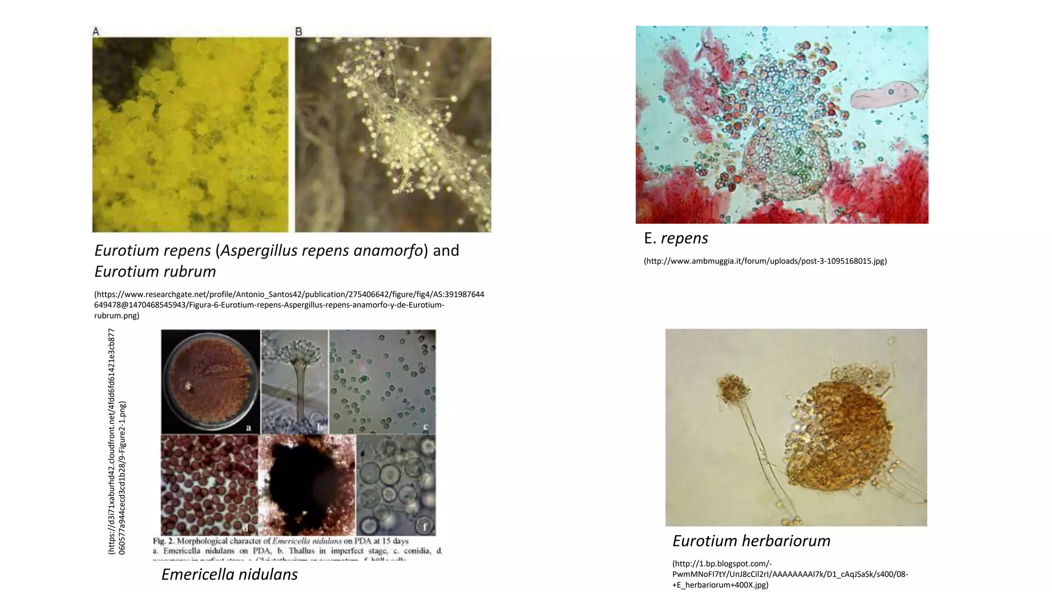 Types of fruiting bodies in fungi | PPTX