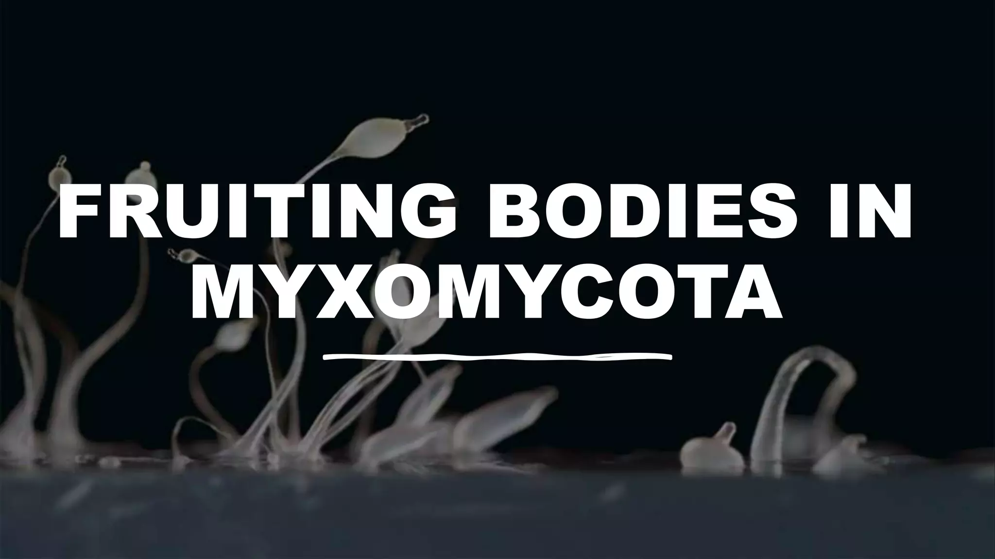 Types of fruiting bodies in fungi | PPTX