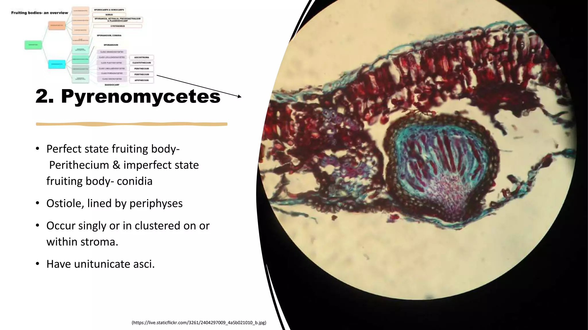Types of fruiting bodies in fungi | PPTX
