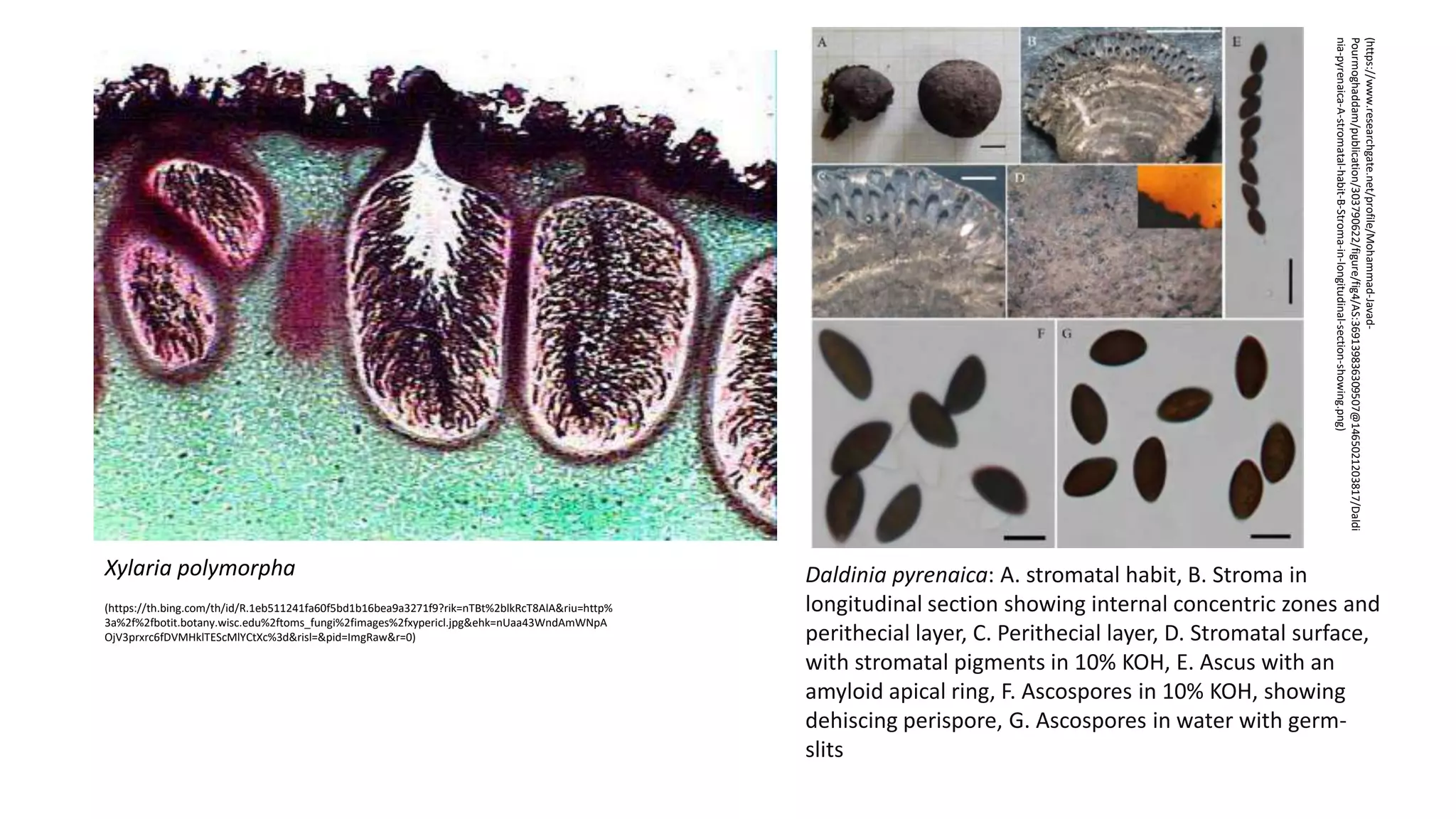 Types of fruiting bodies in fungi | PPTX