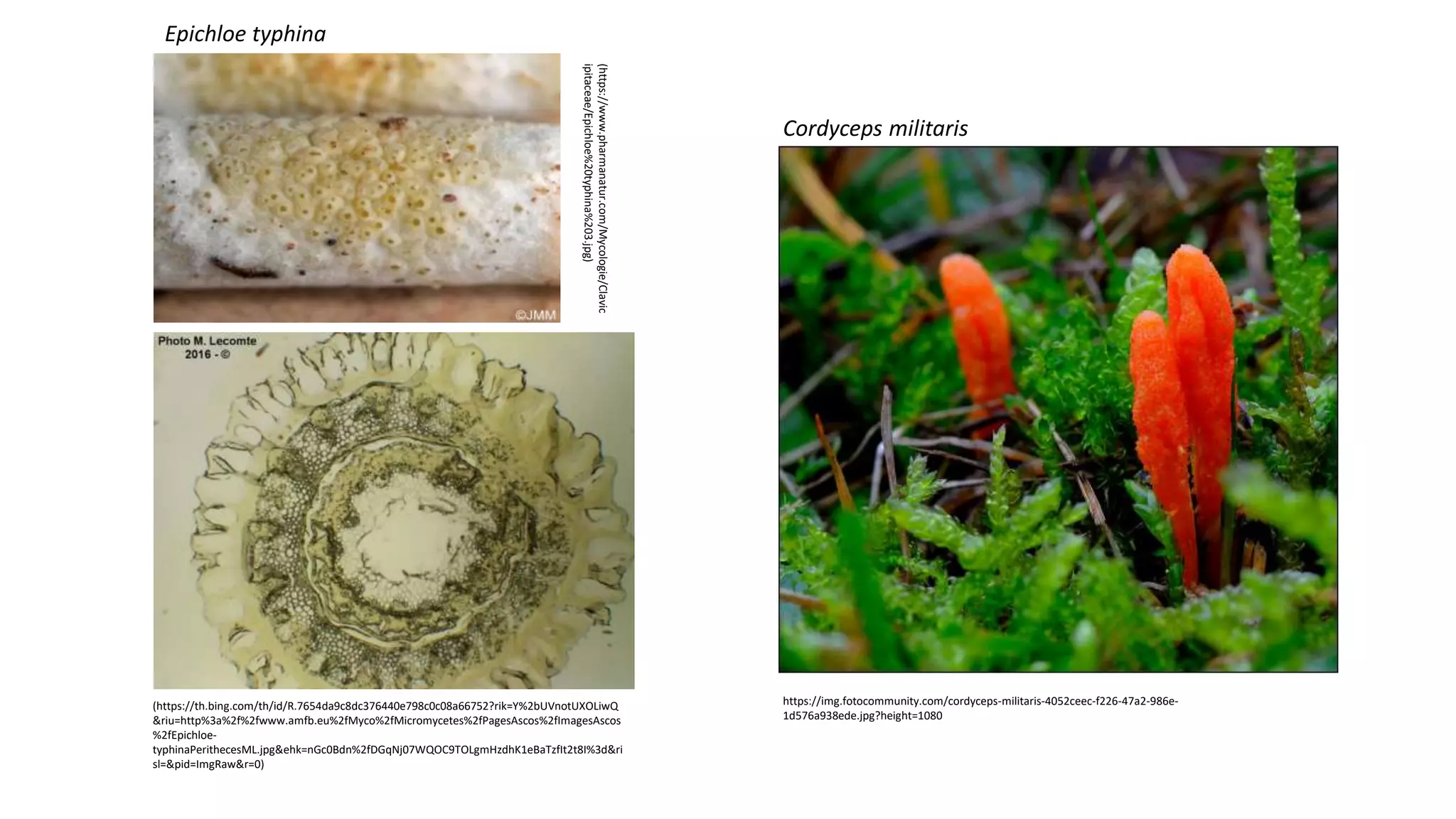 Types of fruiting bodies in fungi | PPTX