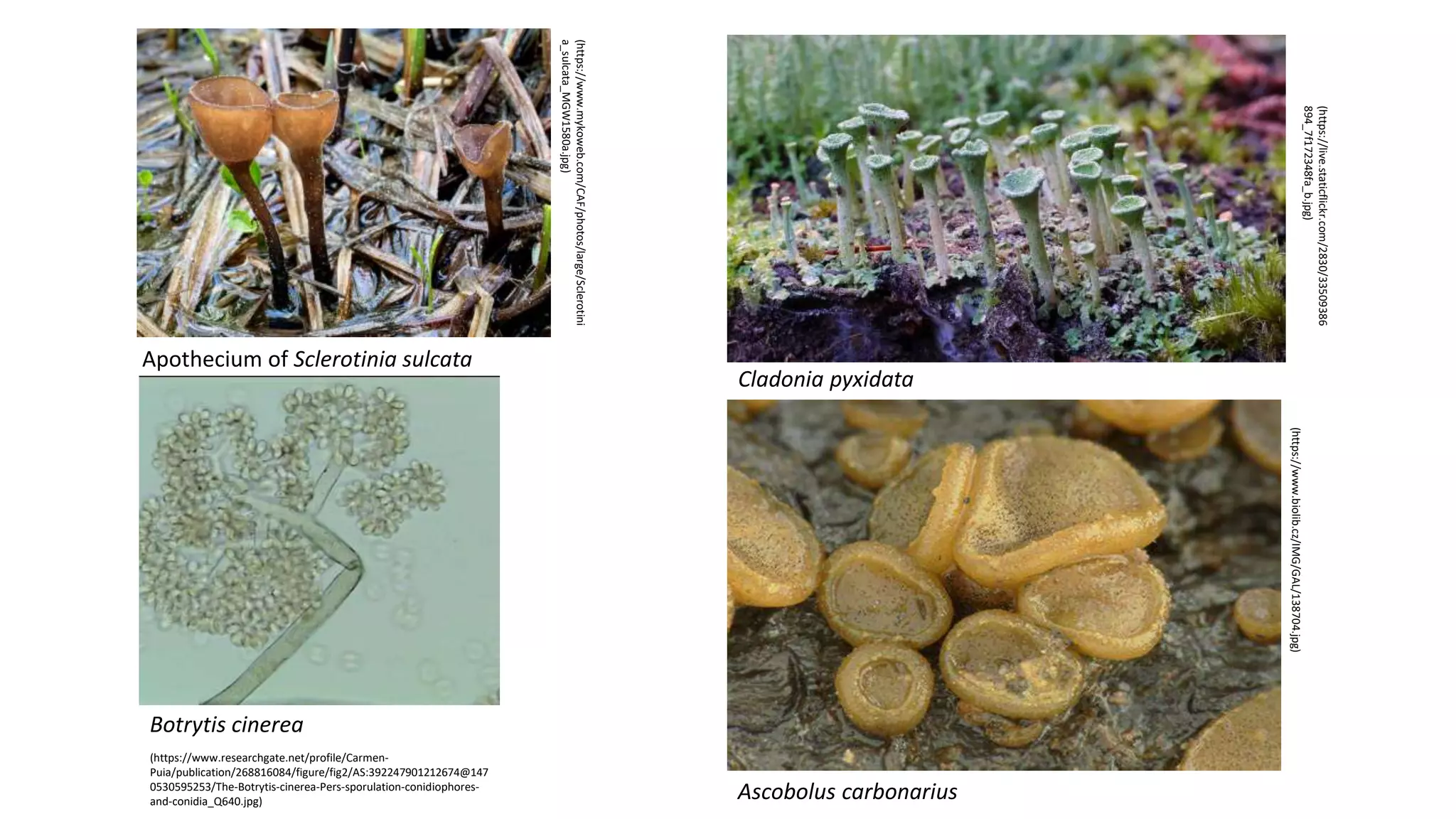 Types of fruiting bodies in fungi | PPTX