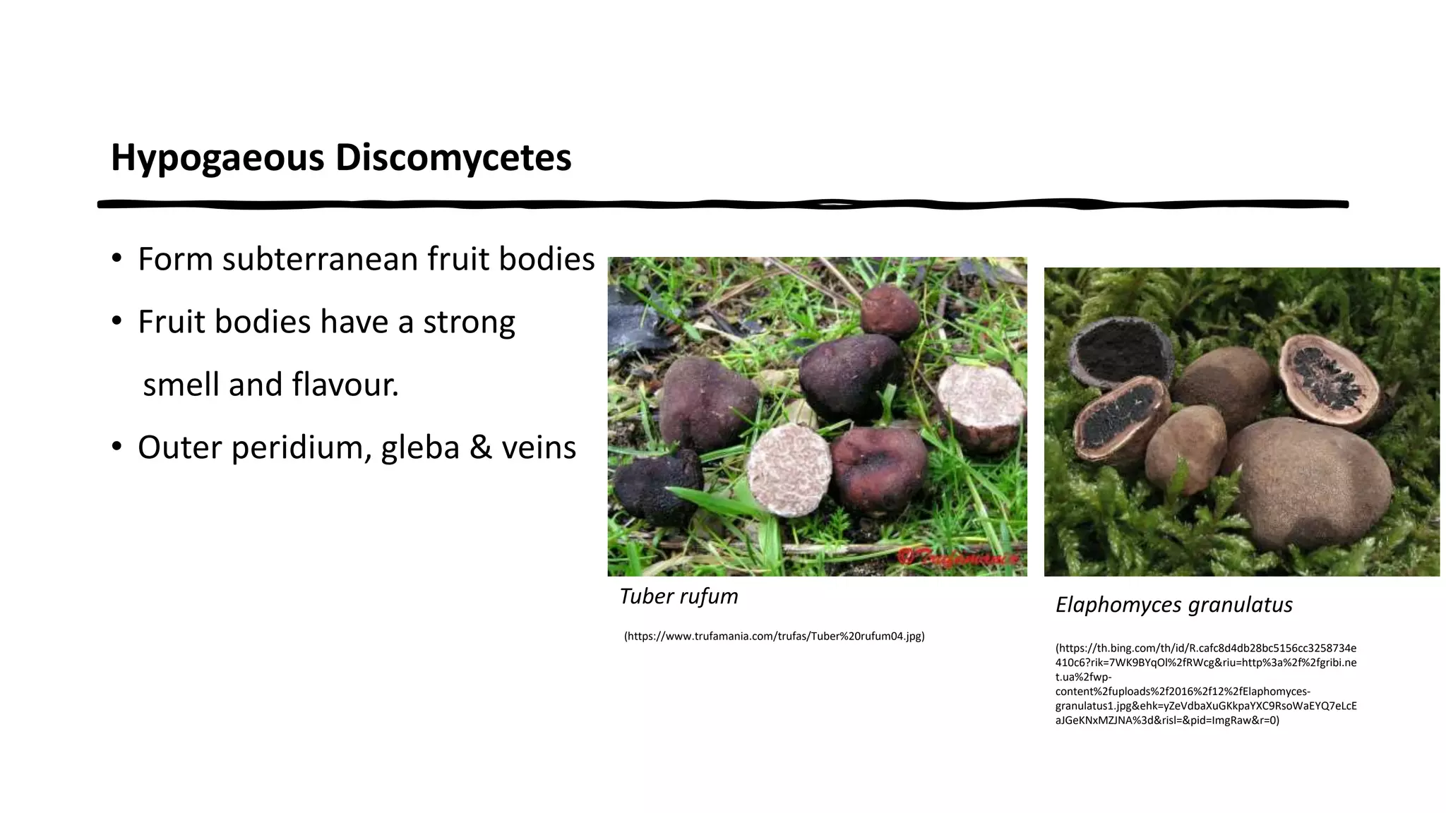 Types of fruiting bodies in fungi | PPTX