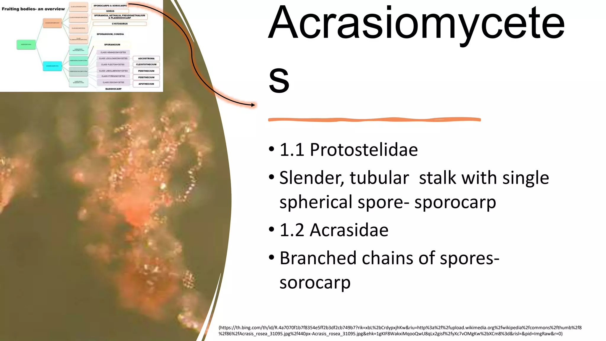 Types of fruiting bodies in fungi | PPTX