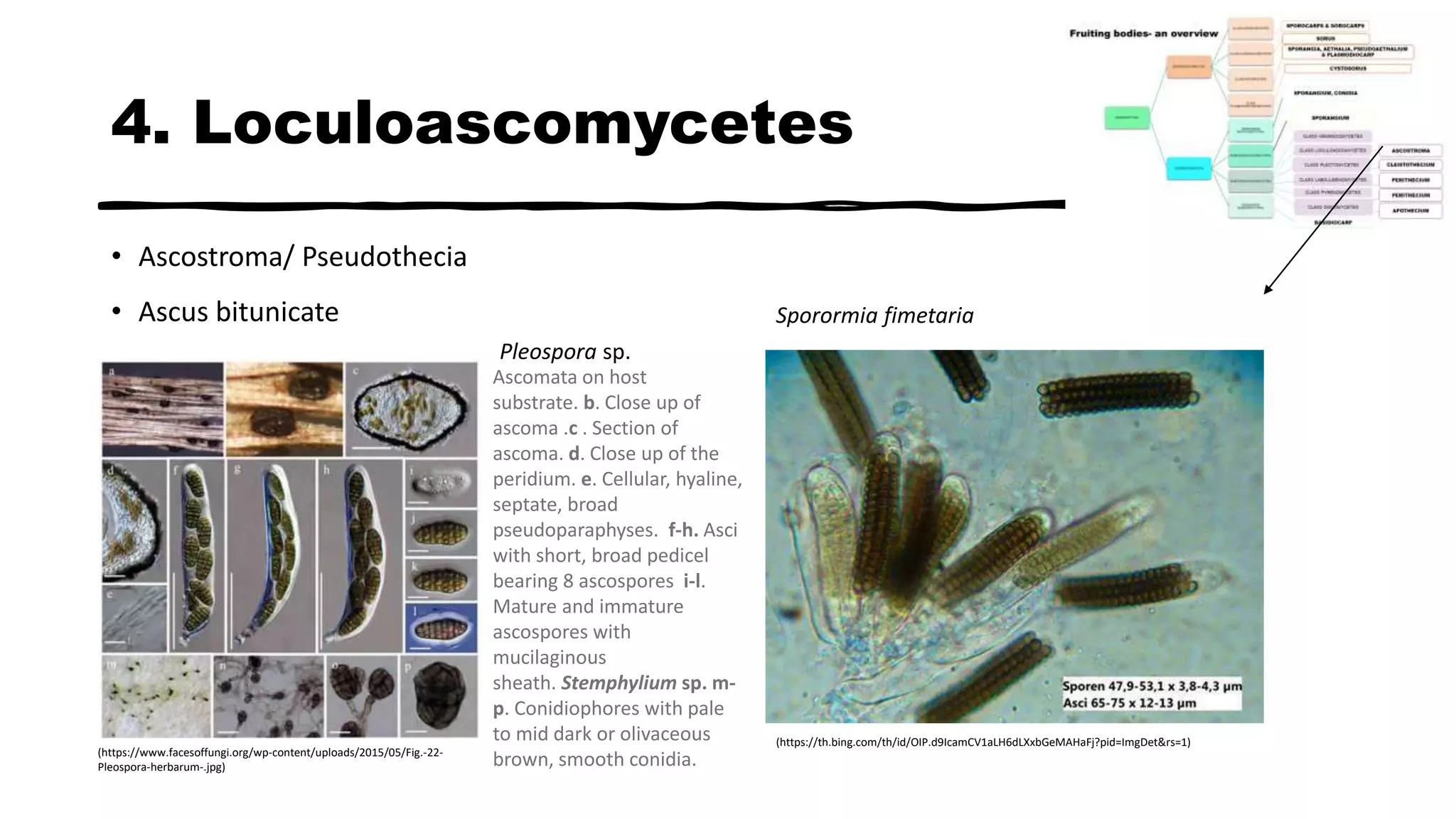 Types of fruiting bodies in fungi | PPTX