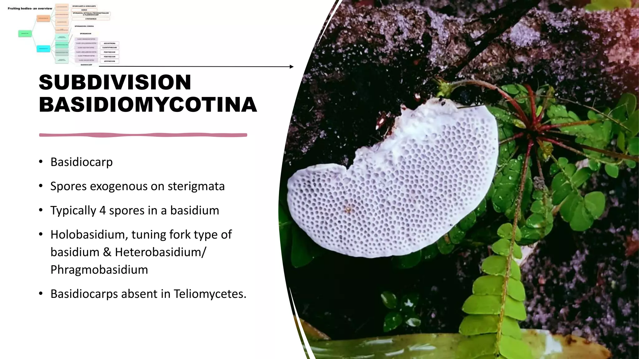 Types of fruiting bodies in fungi | PPTX