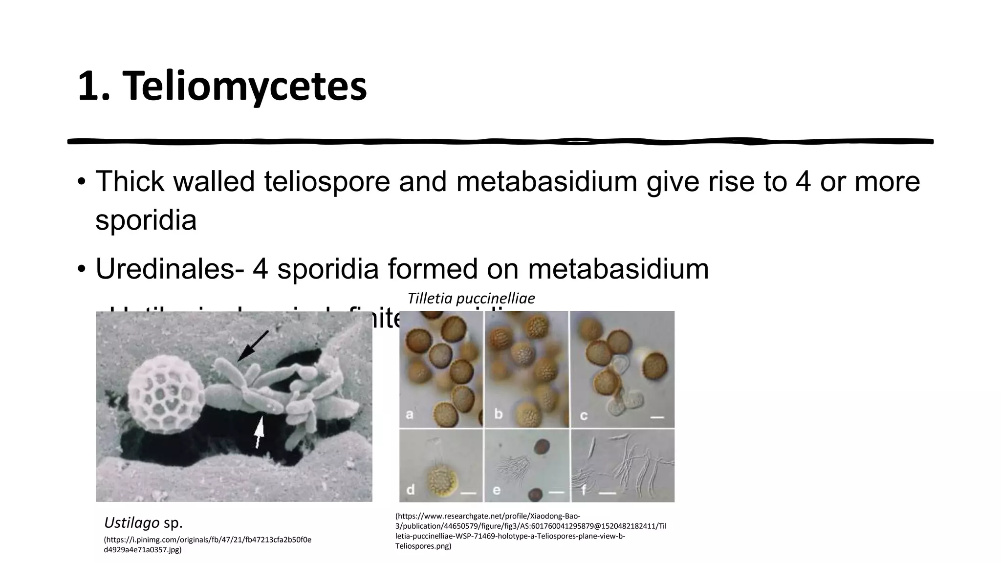 Types of fruiting bodies in fungi | PPTX