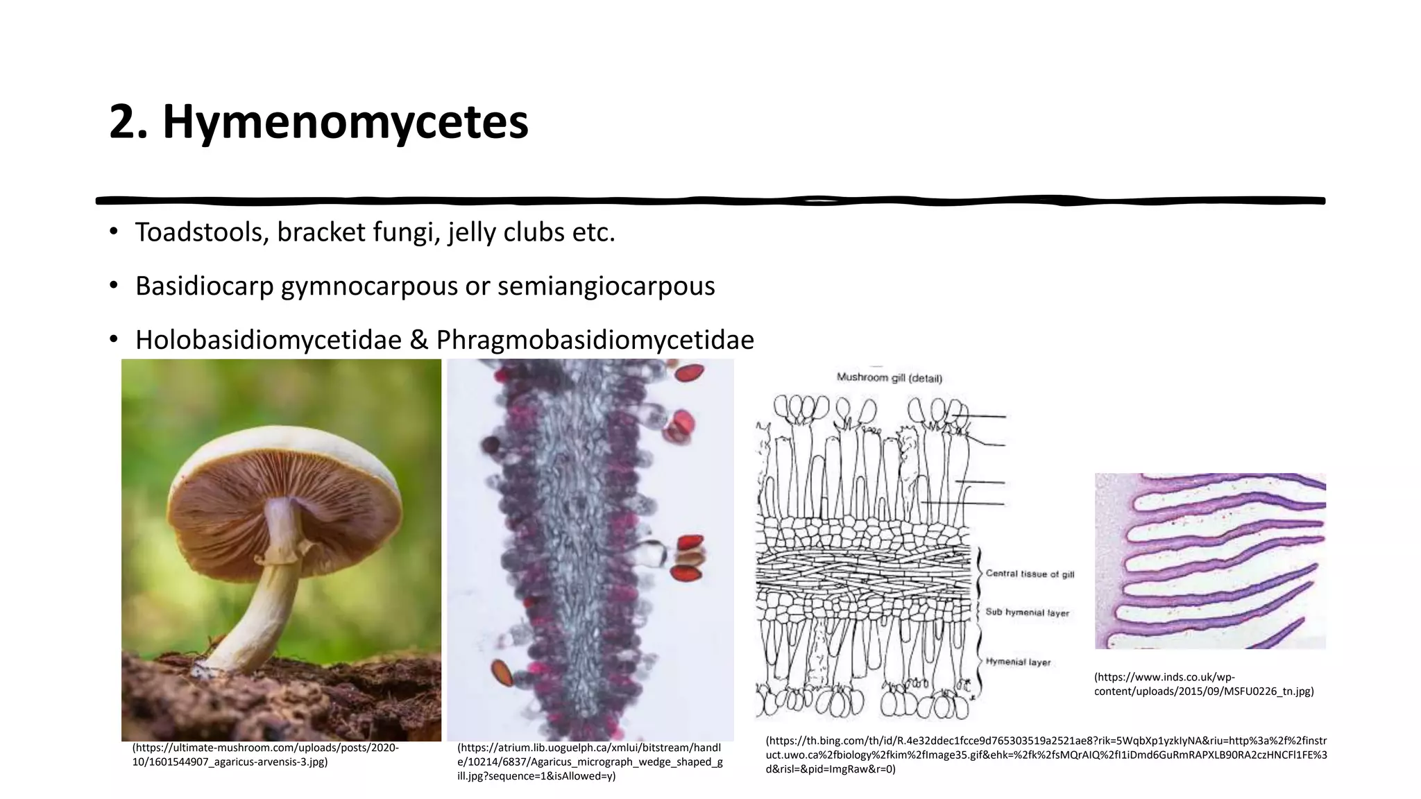 Types of fruiting bodies in fungi | PPTX