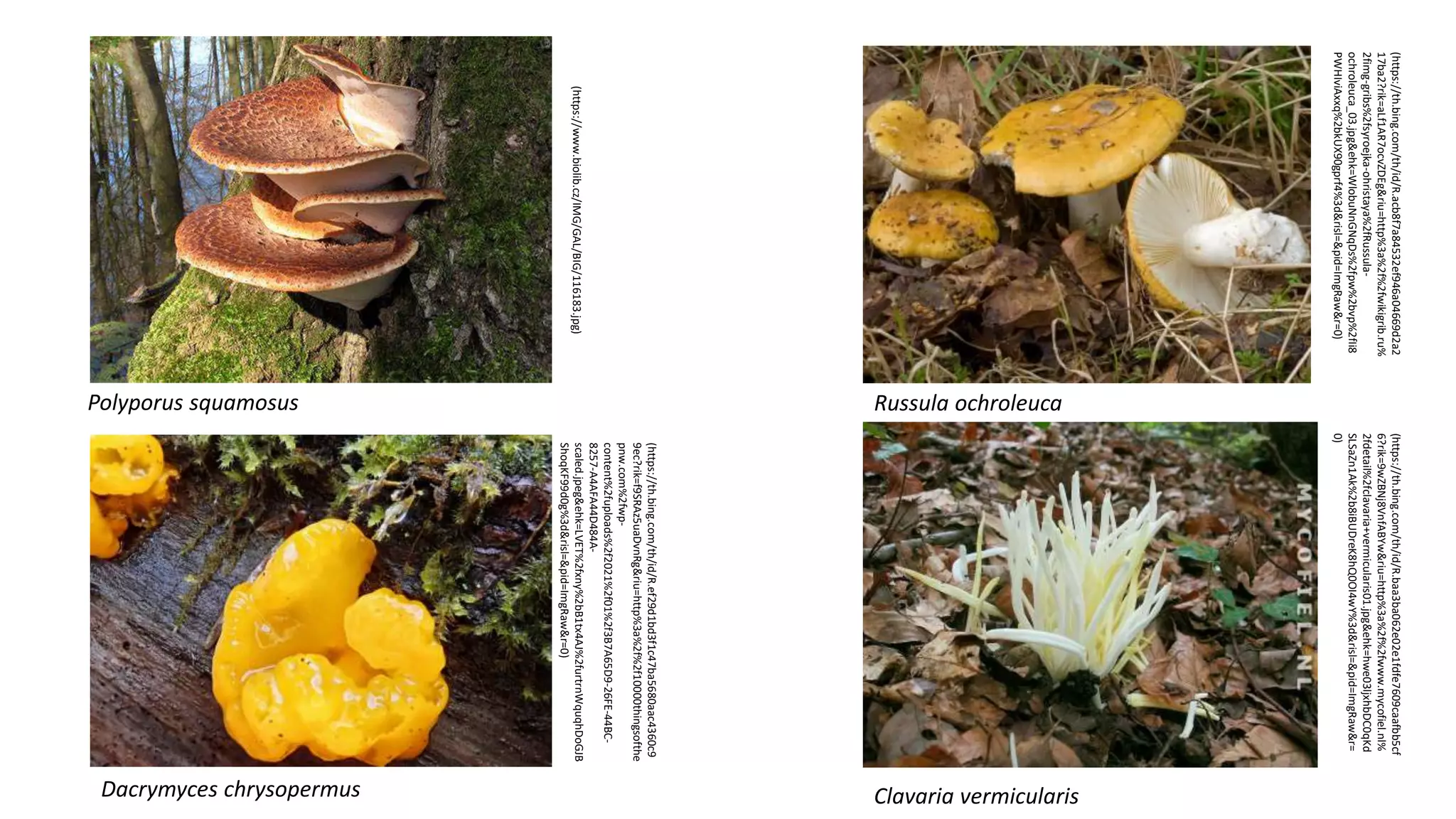 Types of fruiting bodies in fungi | PPTX