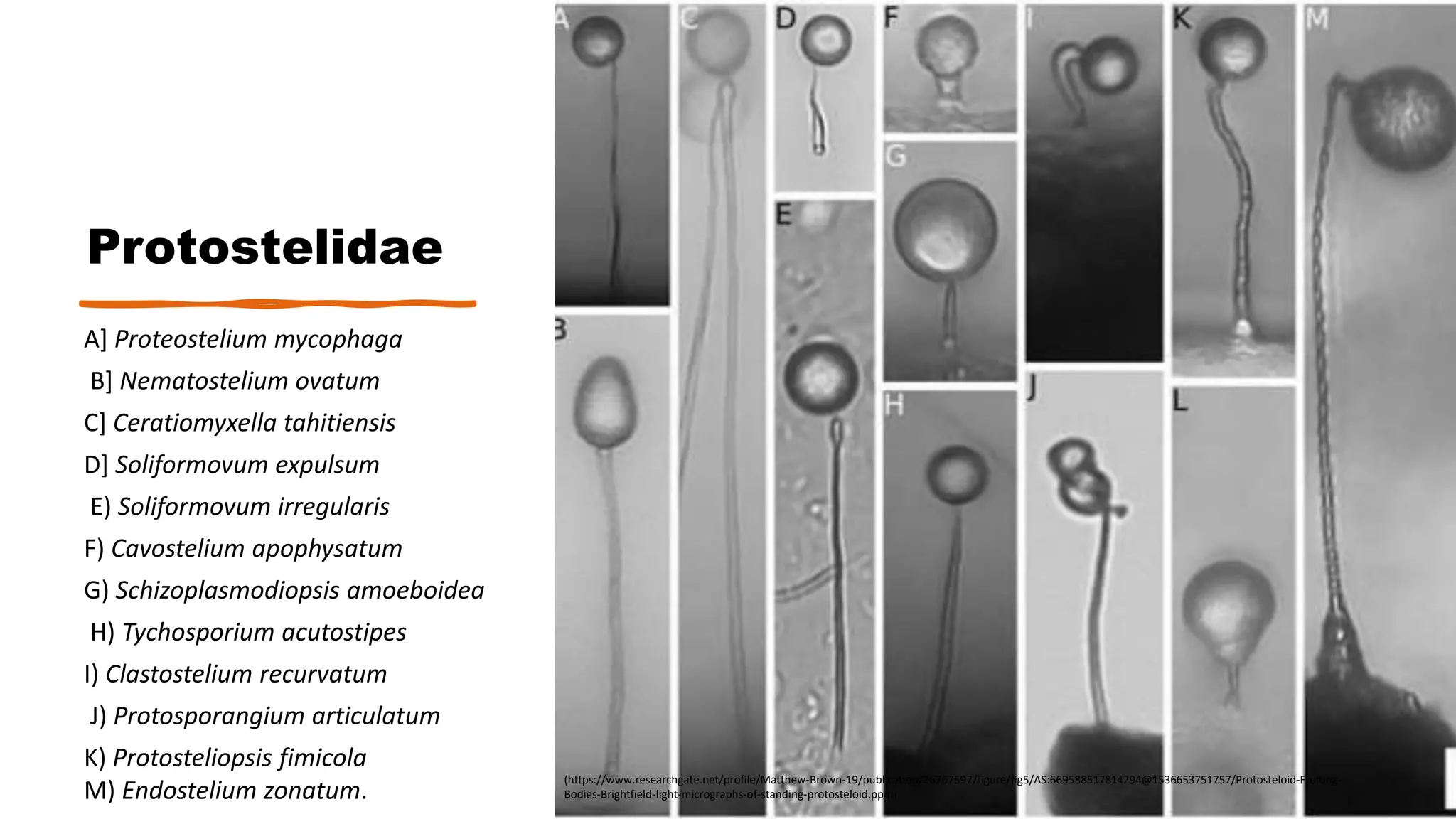Types of fruiting bodies in fungi | PPTX
