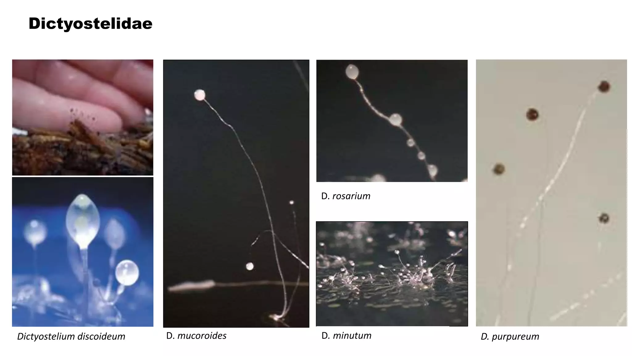Types of fruiting bodies in fungi | PPTX