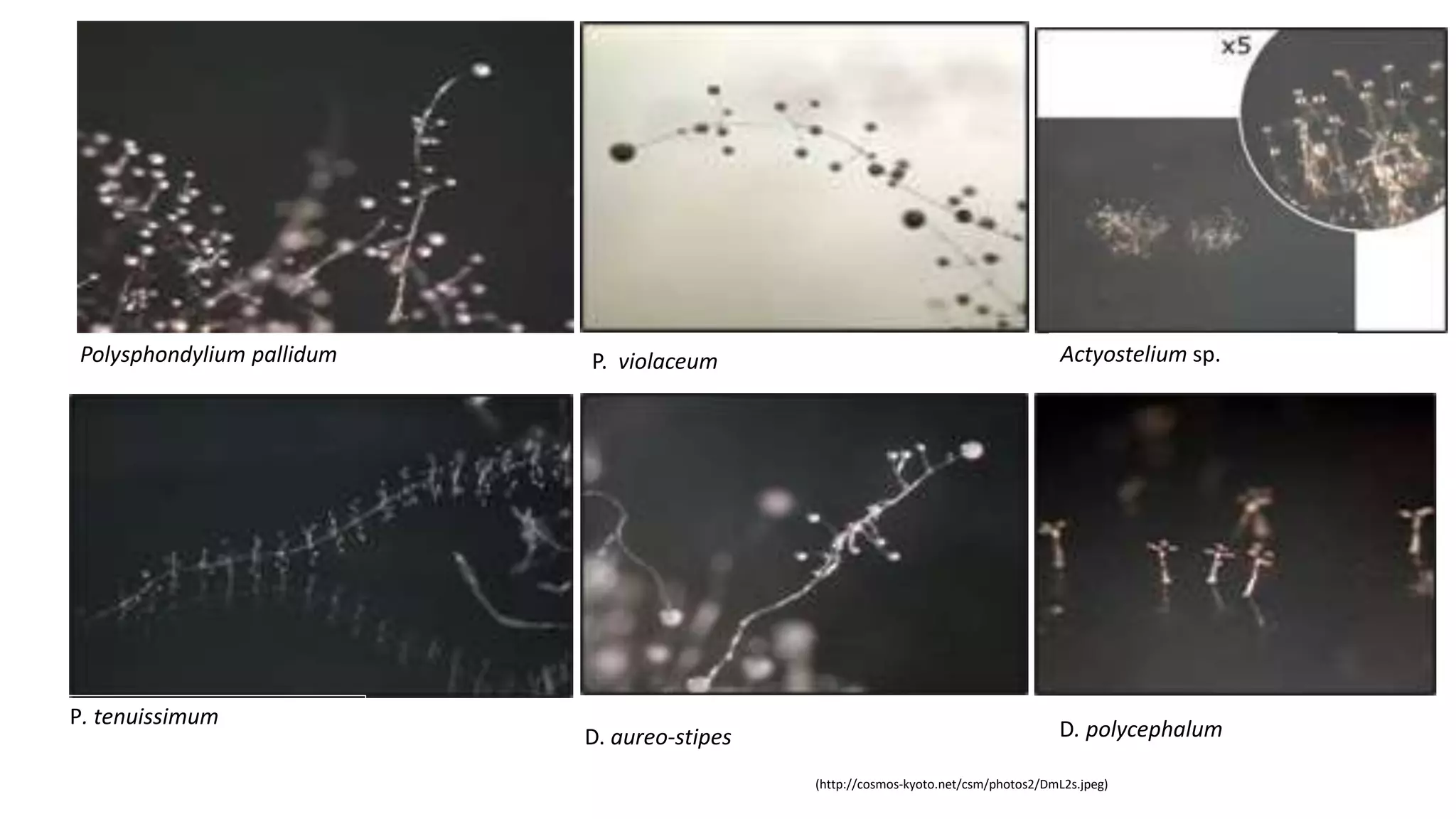Types of fruiting bodies in fungi | PPTX