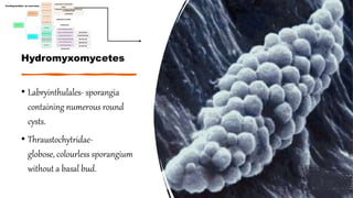 Types of fruiting bodies in fungi | PPTX