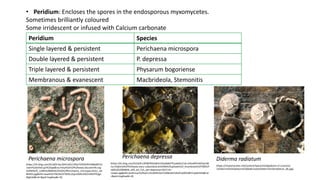 Types of fruiting bodies in fungi | PPTX
